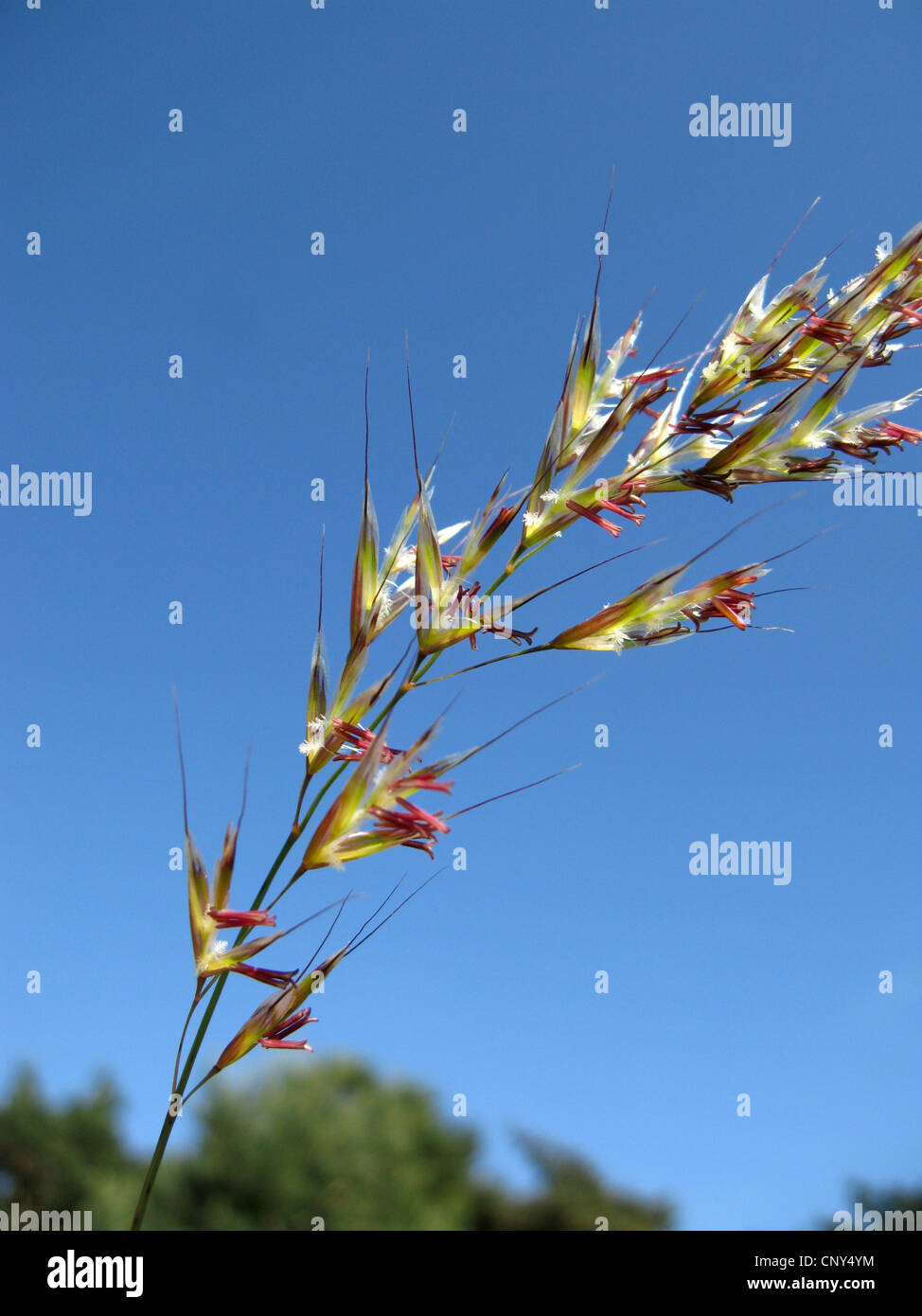 Wind pollination grasses hi-res stock photography and images - Alamy