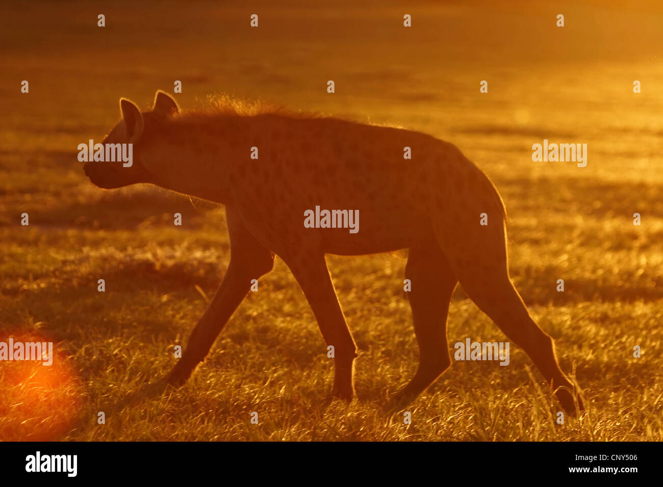 spotted hyena (Crocuta crocuta), walking in the savannah at sunset ...