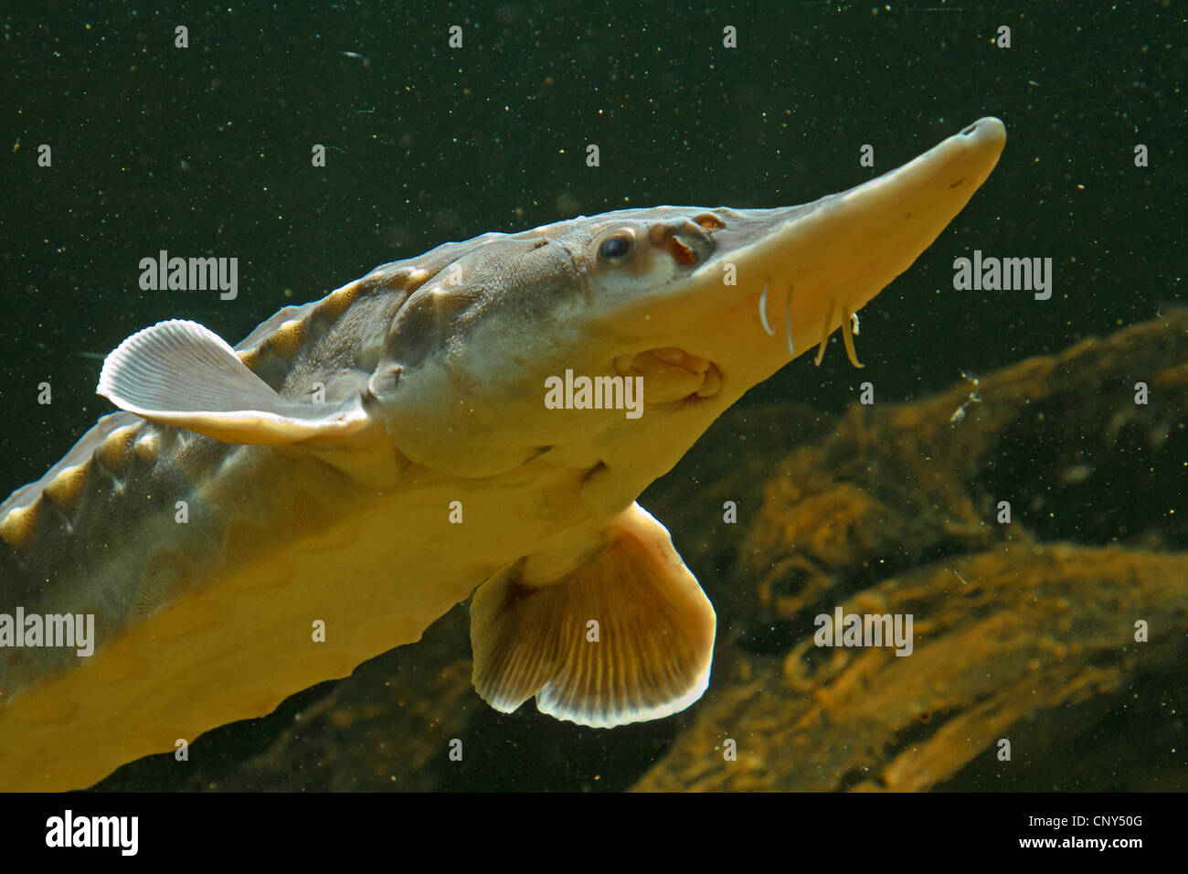 Atlantic sturgeon (Acipenser oxyrinchus, Acipenser oxyrhynchus ...