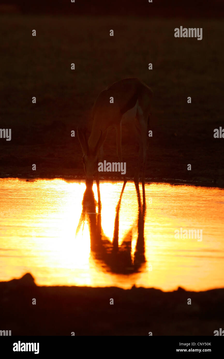 springbuck, springbok (Antidorcas marsupialis), drinking from a water ...