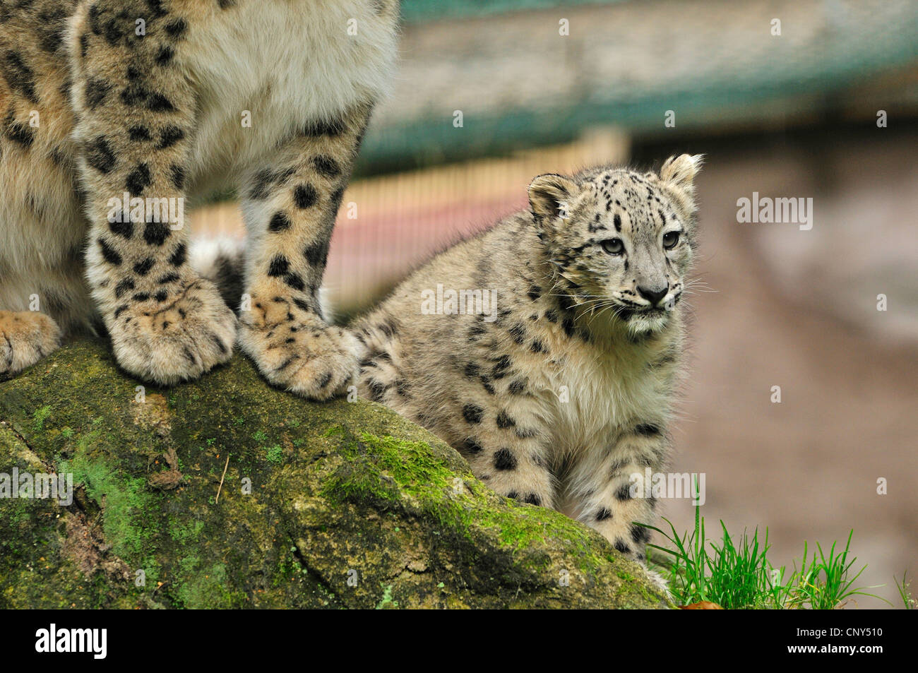 Baby snow leopard hi-res stock photography and images - Alamy