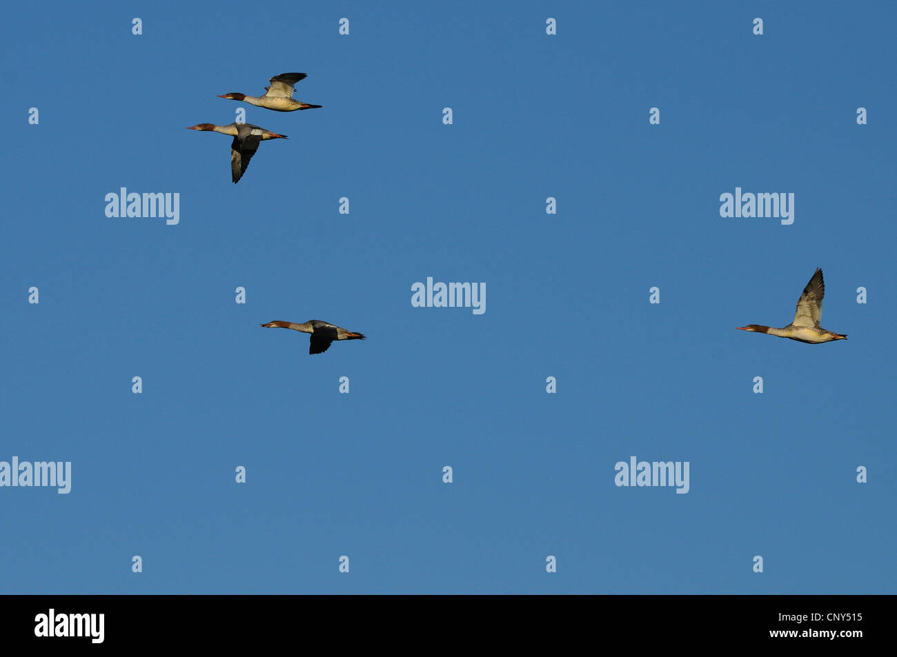 Goosander flying hi-res stock photography and images - Alamy