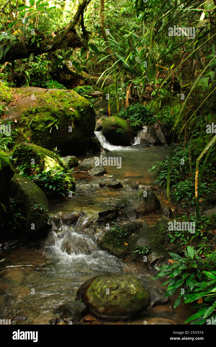 brook in the tropical rain forest at Mount Kinabalu, Malaysia, Sabah ...