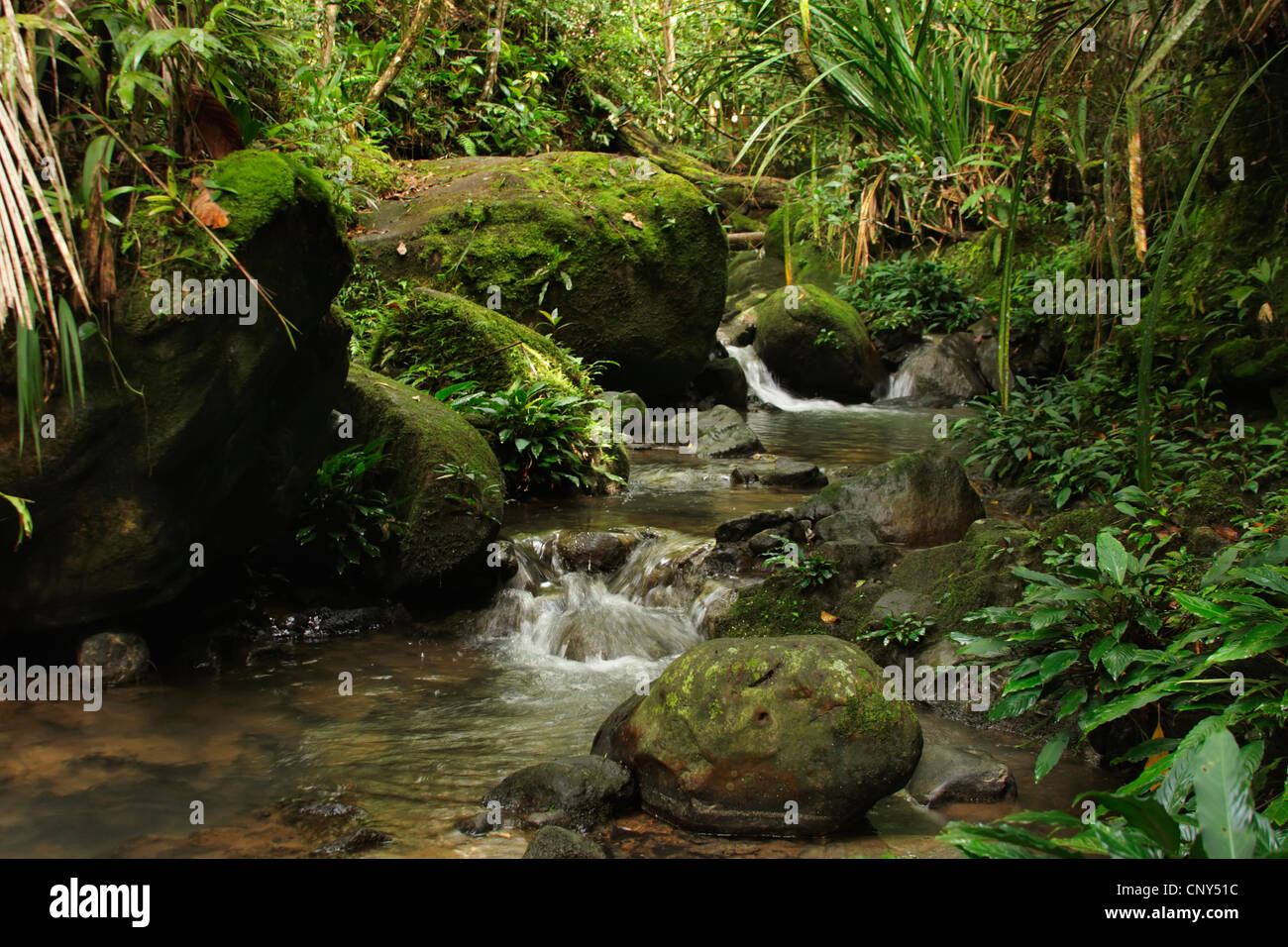 brook in the tropical rain forest at Mount Kinabalu, Malaysia, Sabah ...