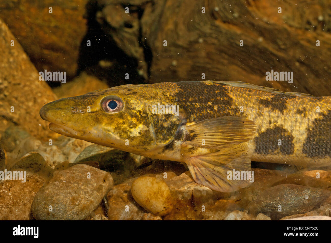 Spawner hi-res stock photography and images - Alamy