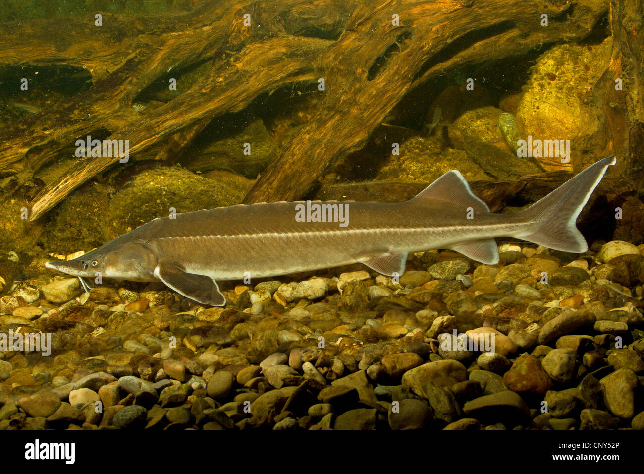 sterlet, Siberian sterlet (Acipenser ruthenus), on the ground on ...