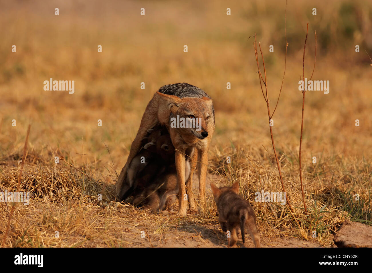 black-backed jackal (Canis mesomelas), mother animal suckling her ...