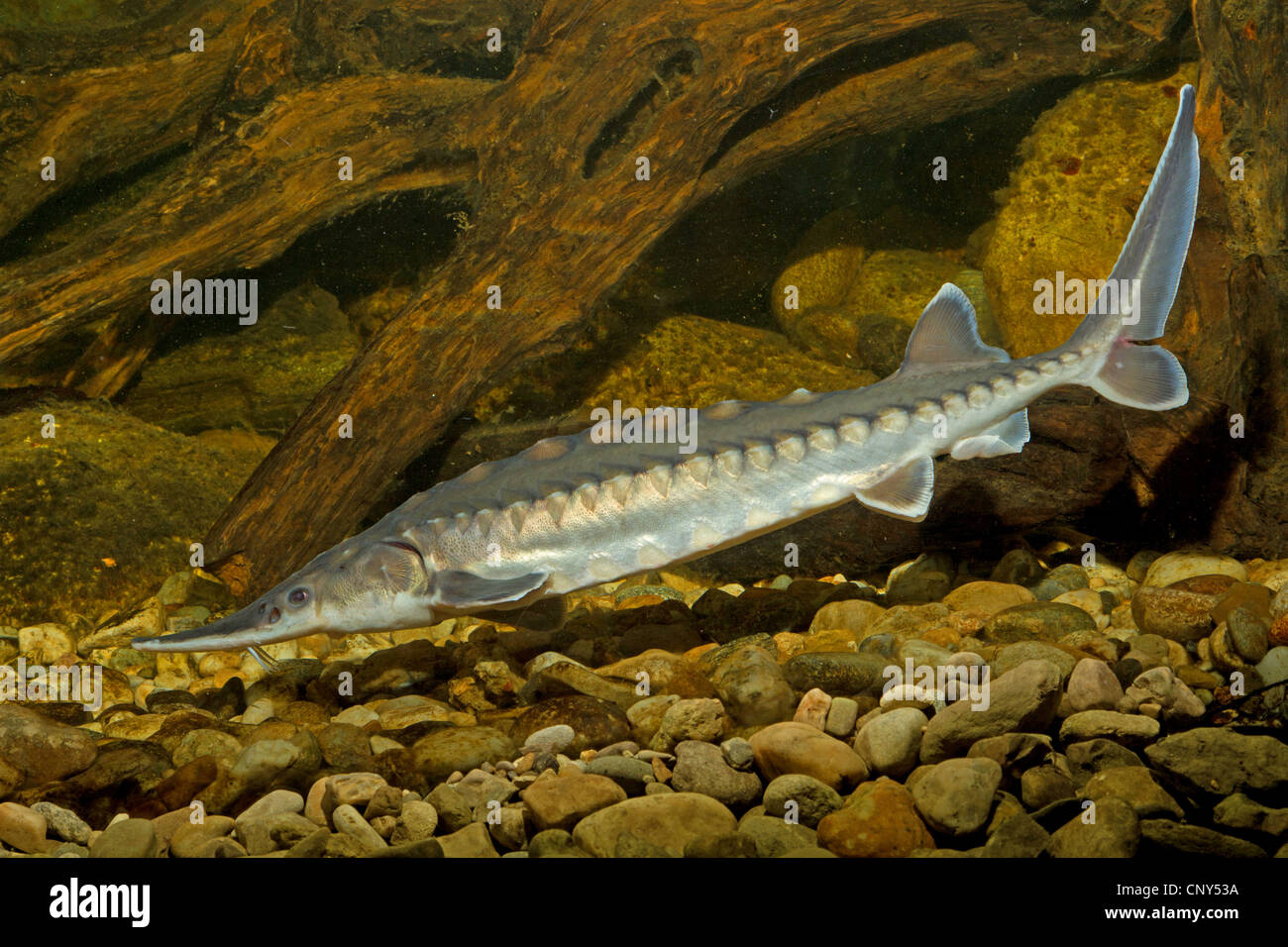 Atlantic sturgeon (Acipenser oxyrhynchus), swimming Stock Photo - Alamy