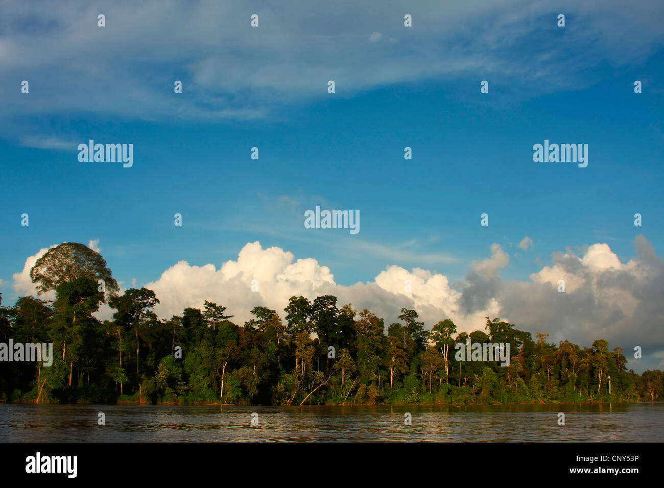 river Kinabatangan seamed by tropical rain forest, Malaysia, Sabah ...