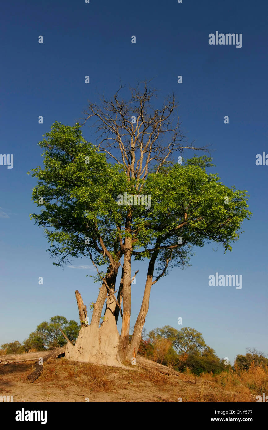 group of trees in the savannah in front of clear blue sky, Botswana ...