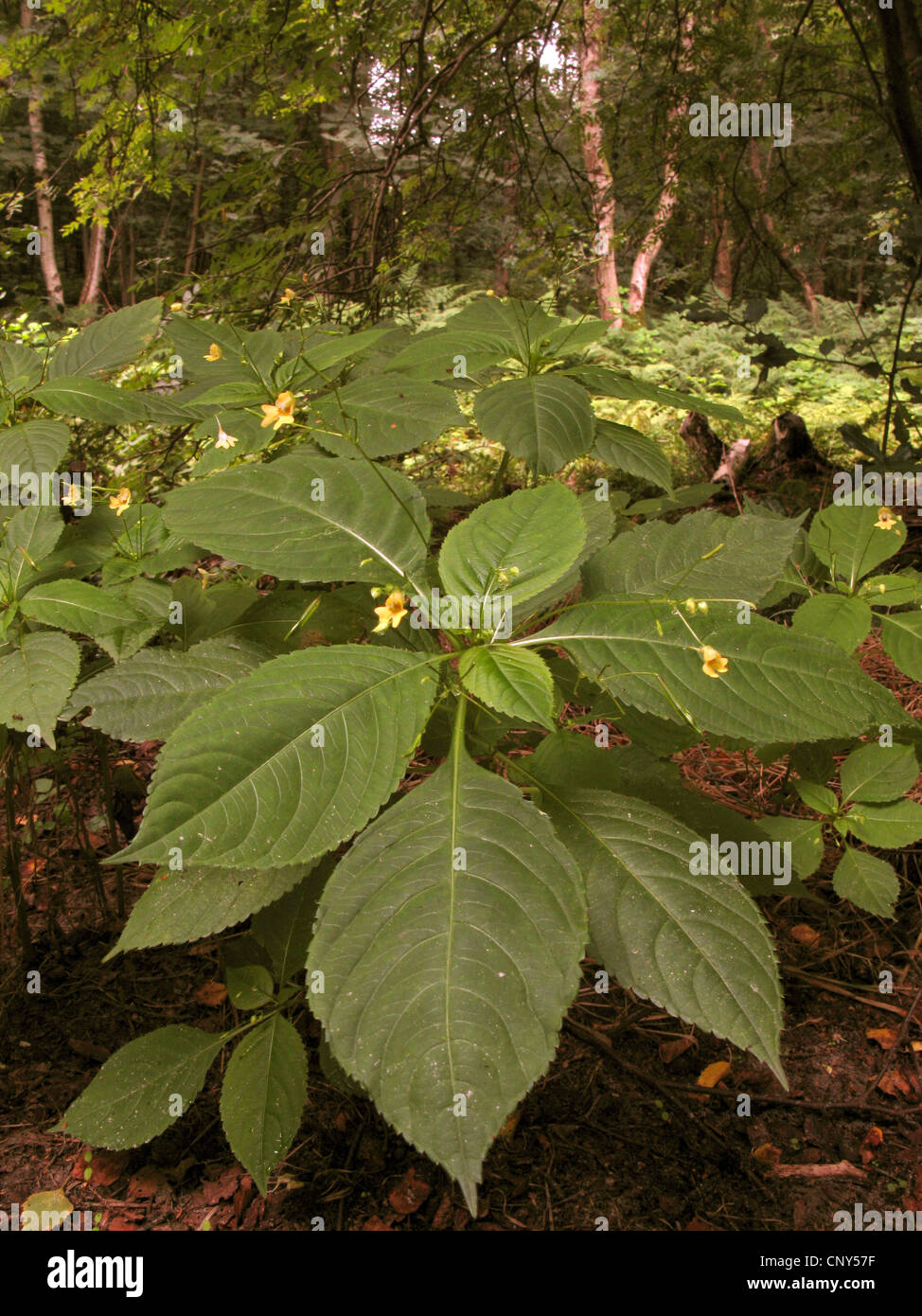 Yellow balsam impatiens hi-res stock photography and images - Alamy