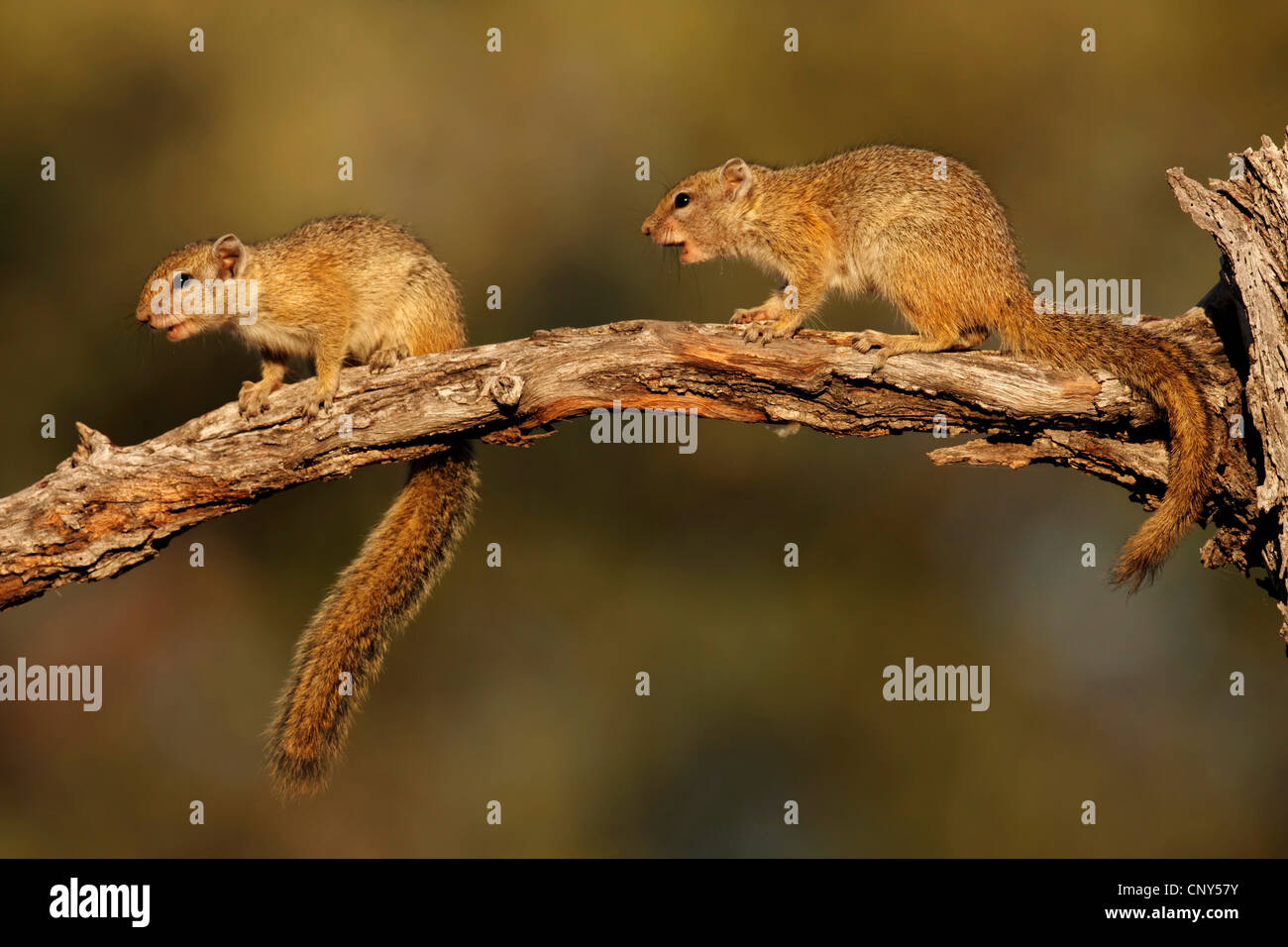 Smith's bush squirrel (Paraxerus cepapi), two animals sitting on a dry ...