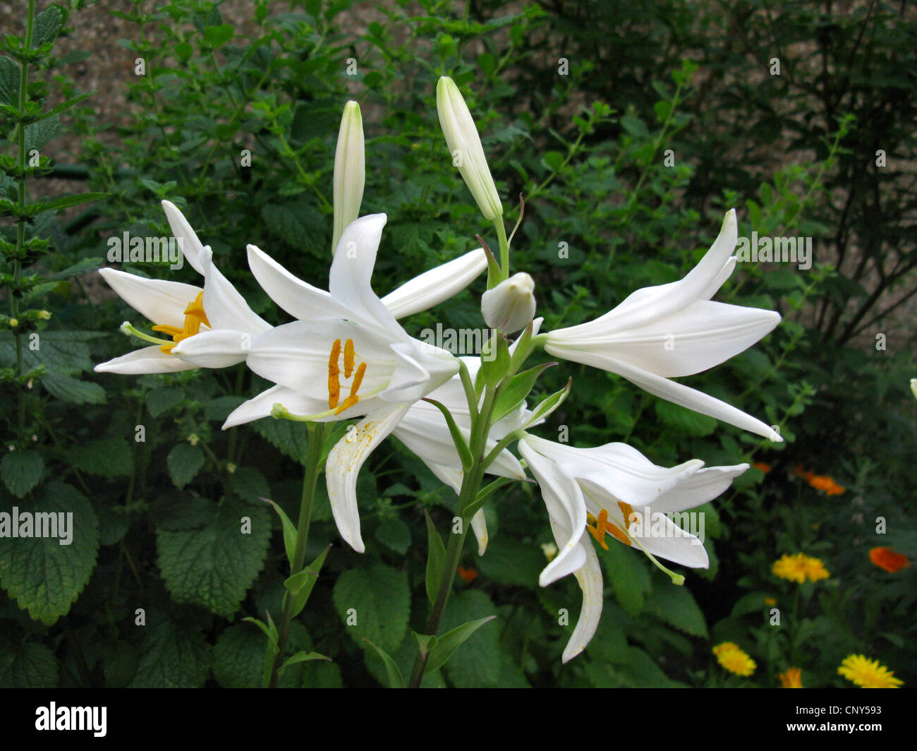 madonna lily (Lilium candidum), flowers Stock Photo - Alamy