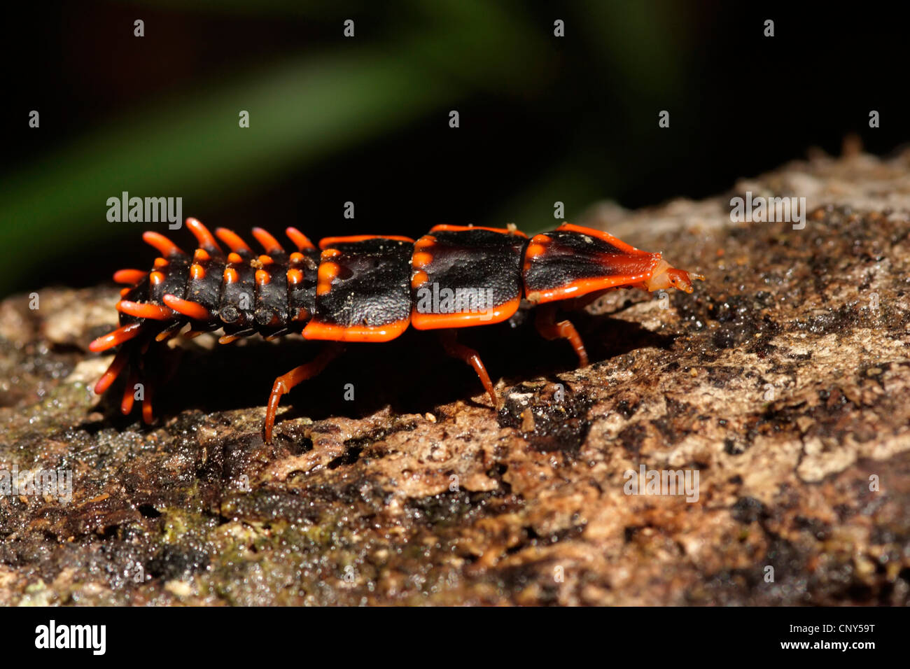 Trilobite beetle dulticola spec hi-res stock photography and images - Alamy