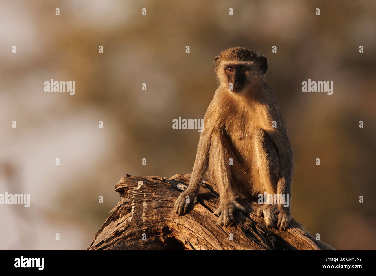 grivet monkey, savanna monkey, green monkey, Vervet monkey ...