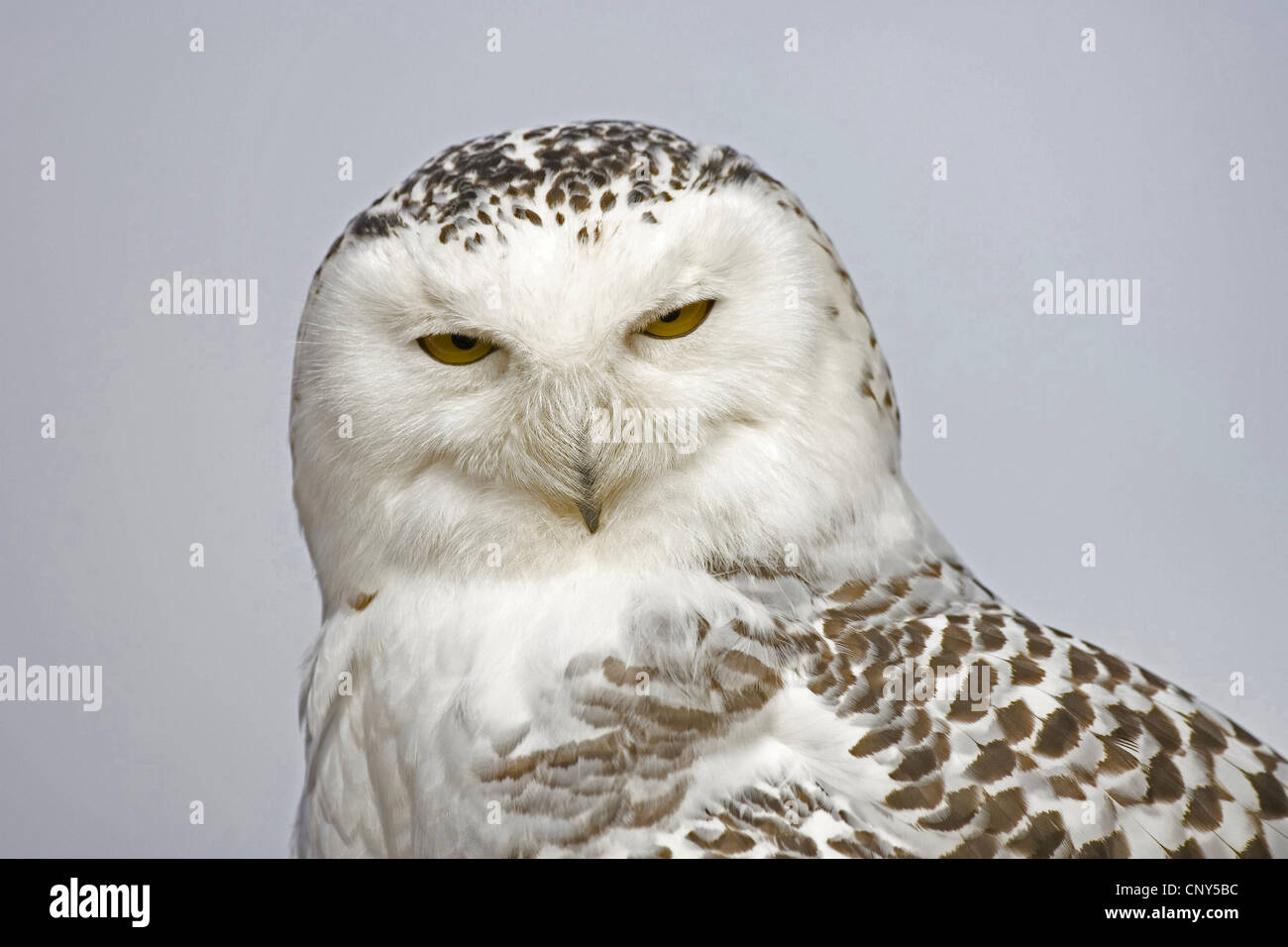 Snowy Owl (Strix scandiaca, Nyctea scandiaca, Bubo scandiacus ...