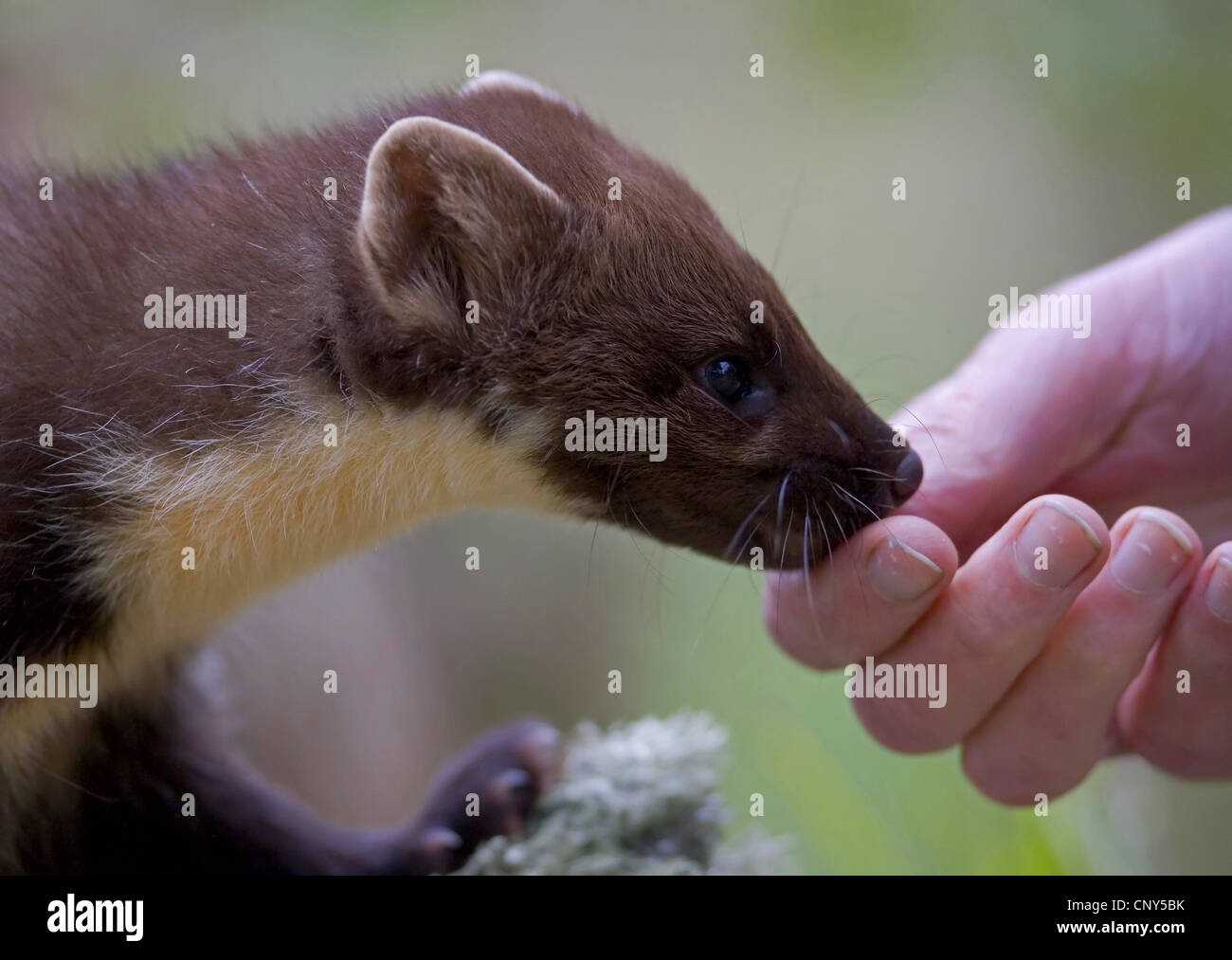 Pine marten uk feeding hi-res stock photography and images - Alamy