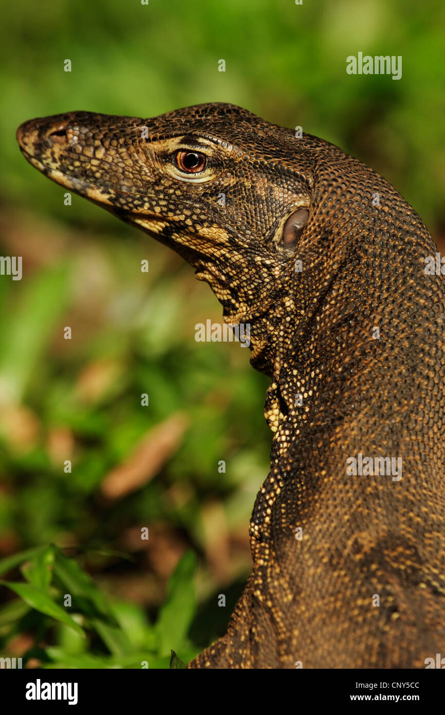 common Asiatic monitor, water monitor, common water monitor, Malayan ...