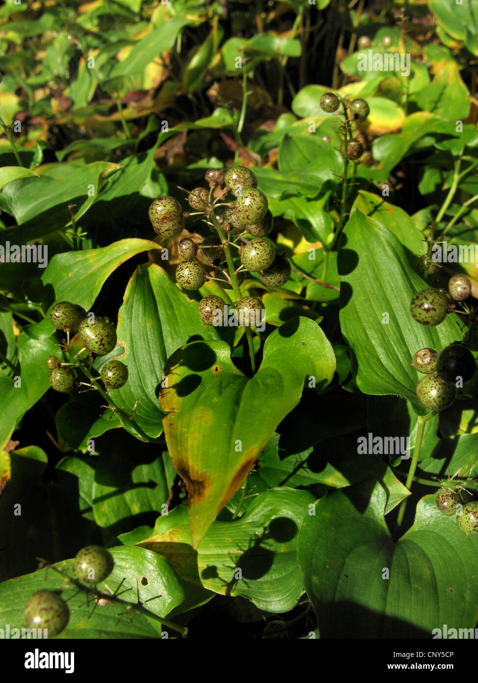 may lily (Maianthemum bifolium), fruiting, Germany, Lower Saxony Stock ...