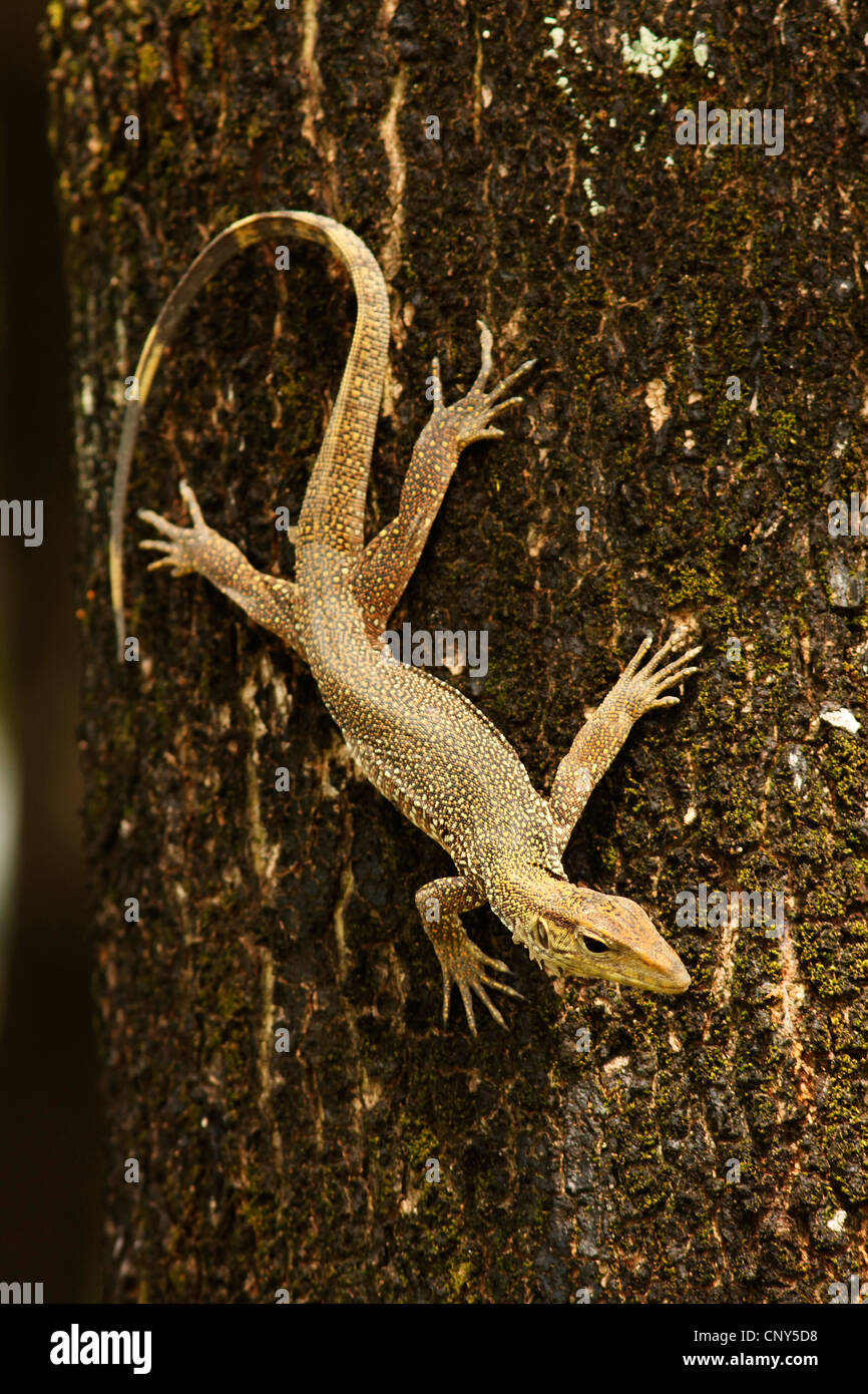 common Asiatic monitor, water monitor, common water monitor, Malayan ...