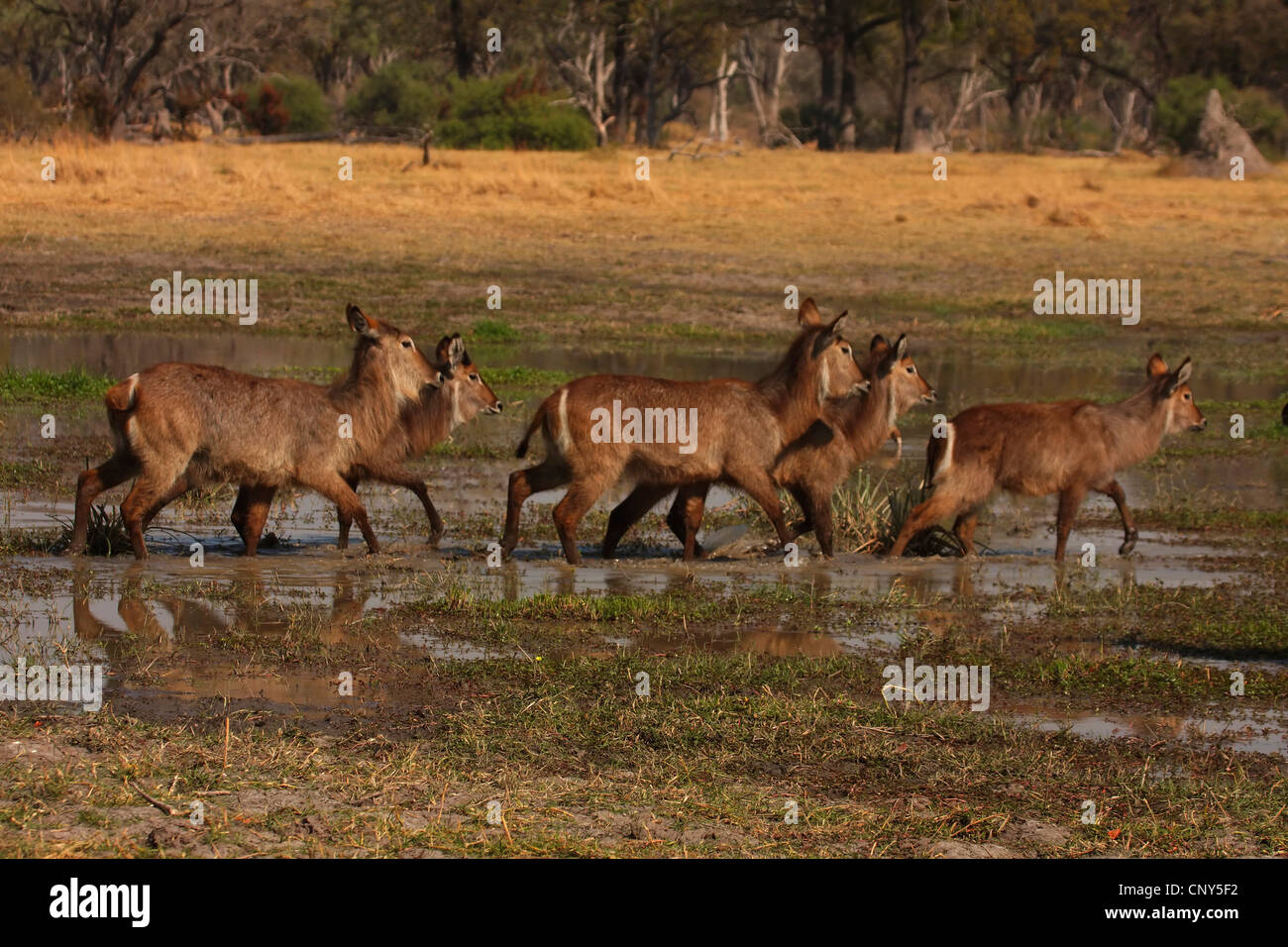 waterbuck (Kobus ellipsiprymnus), herd walking through the mud of a ...