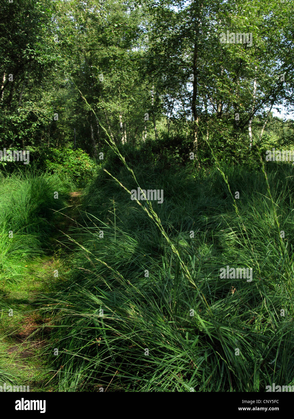 purple moor-grass (Molinia caerulea), blooming, Germany, Lower Saxony ...