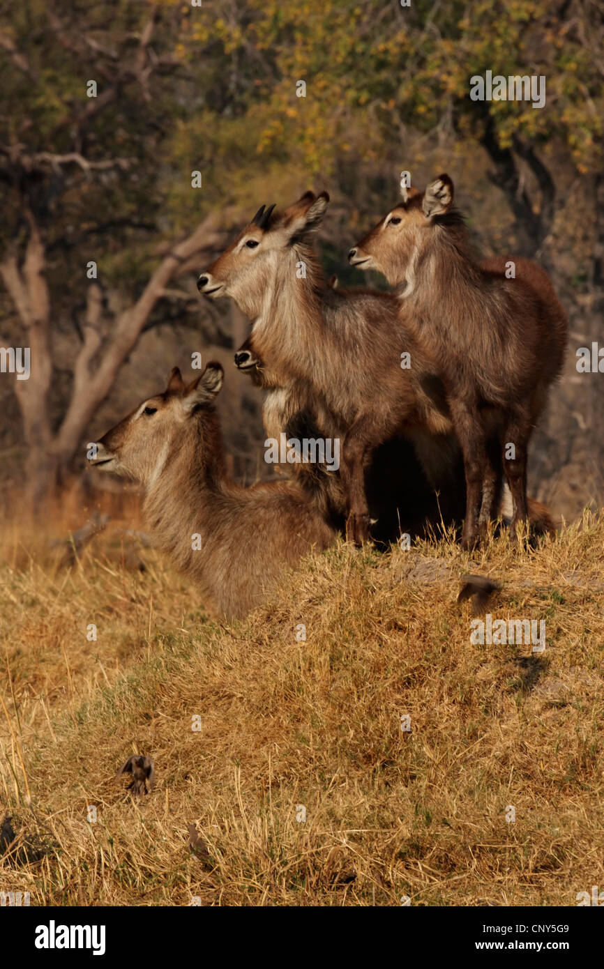 waterbuck (Kobus ellipsiprymnus), three animals standing on a gras ...
