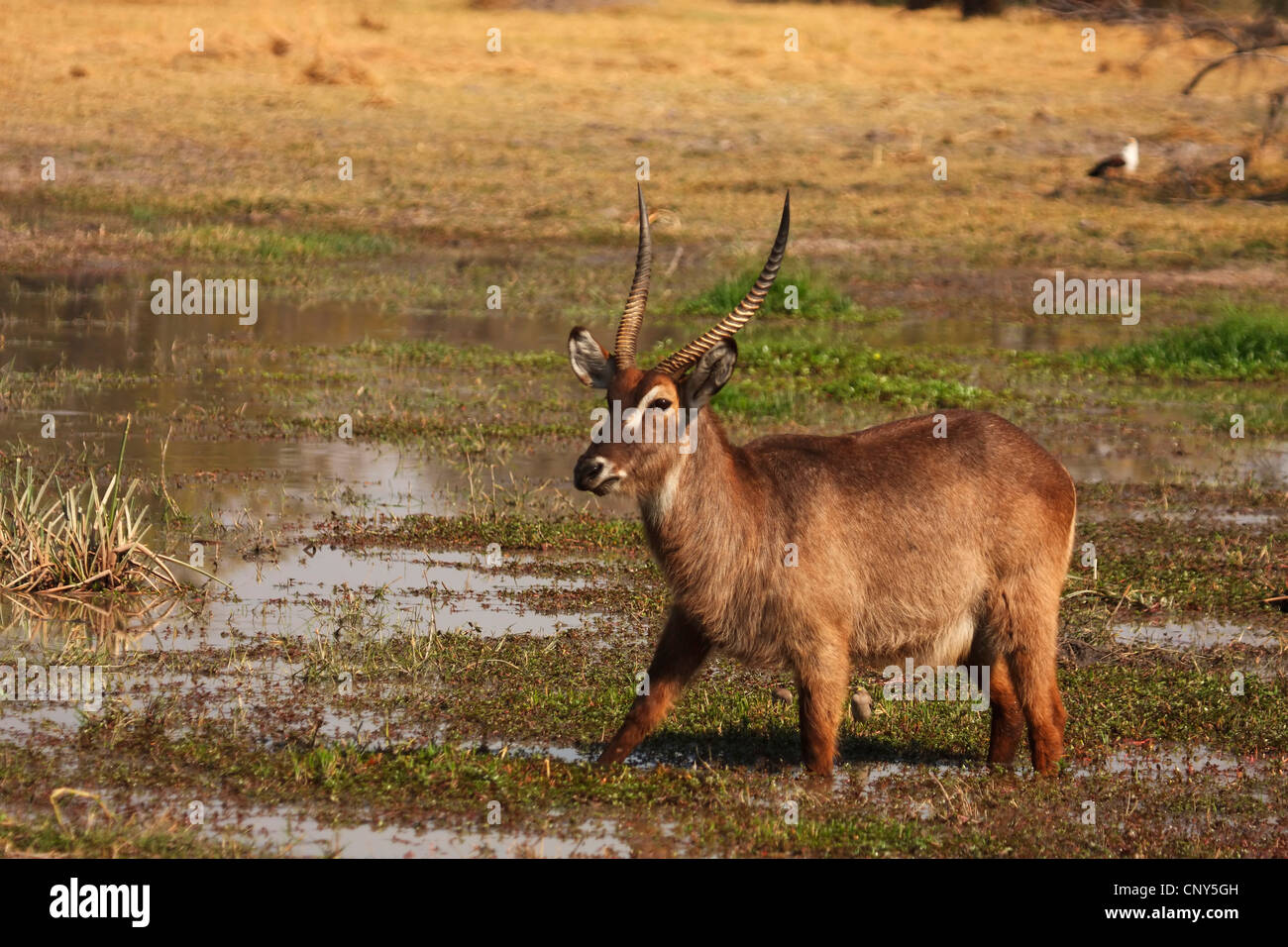 Male waterbuck side view hi-res stock photography and images - Alamy