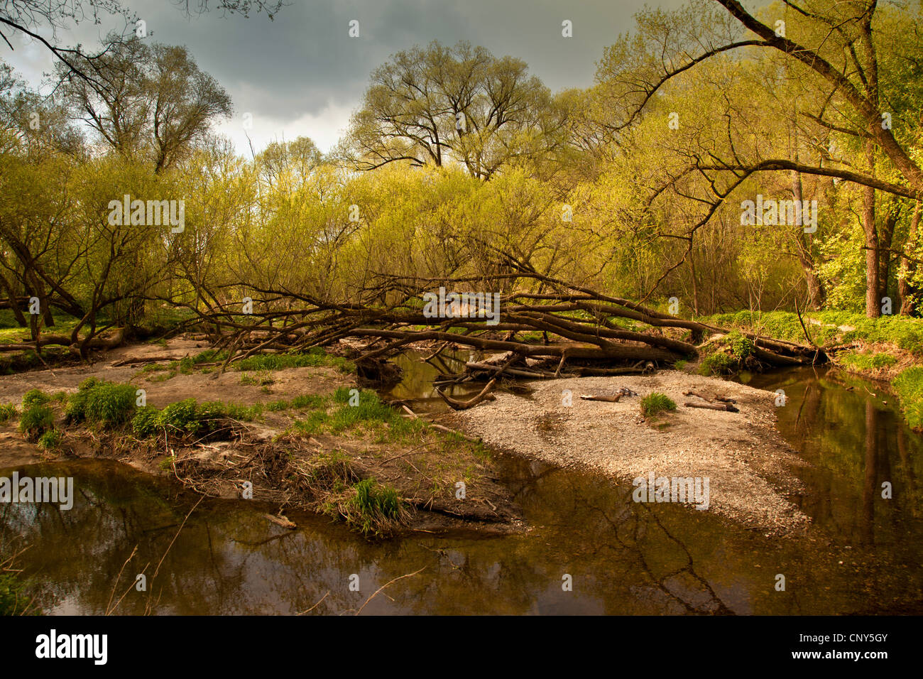 White willow (Salix alba), floodplain forest in spring, Germany ...