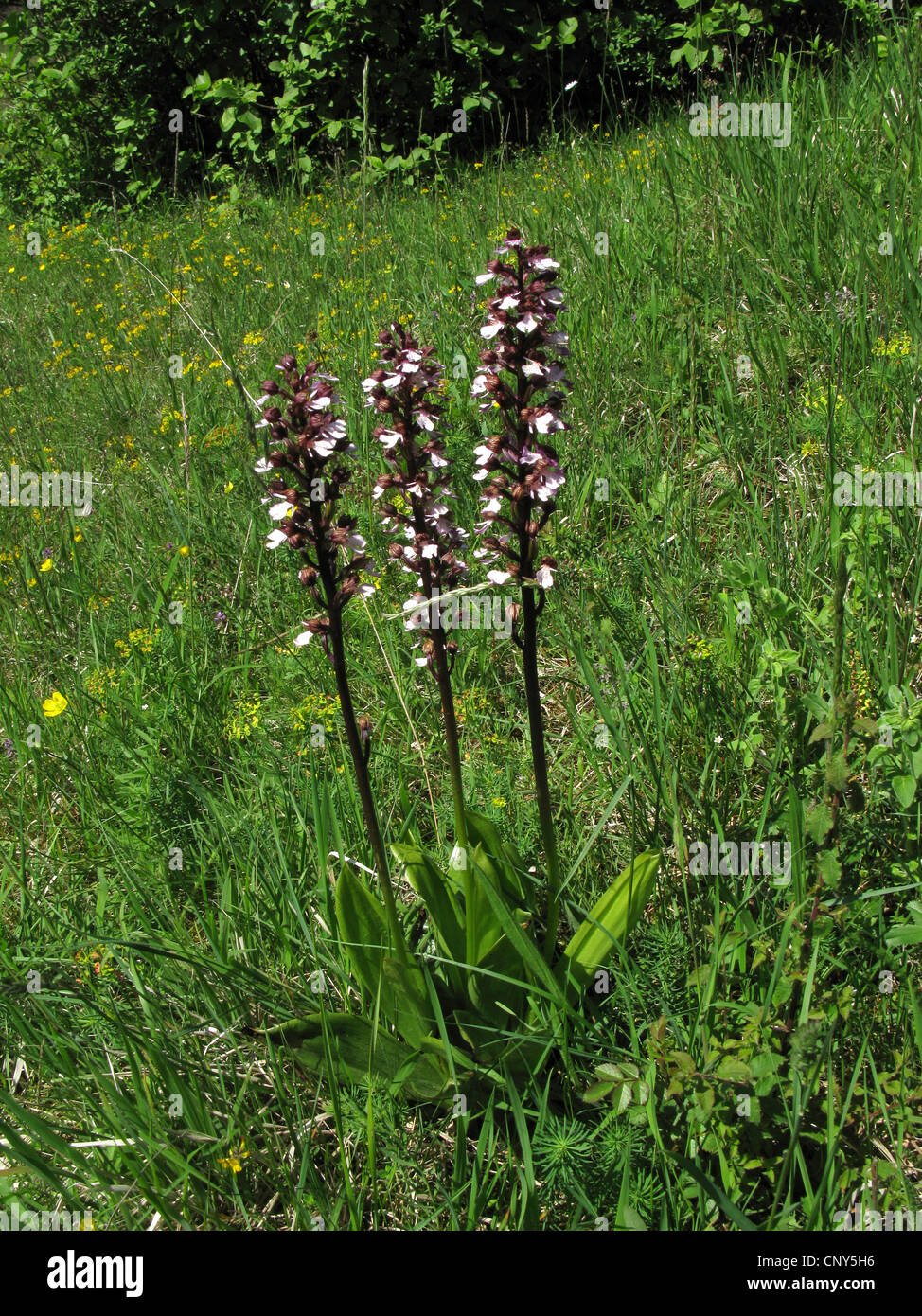 Three orchid orchids hi-res stock photography and images - Alamy