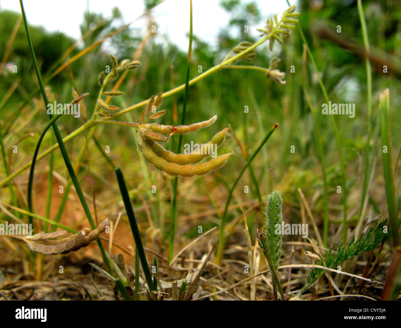 bird's-foot (Ornithopus perpusillus), infructescence, Germany, North ...