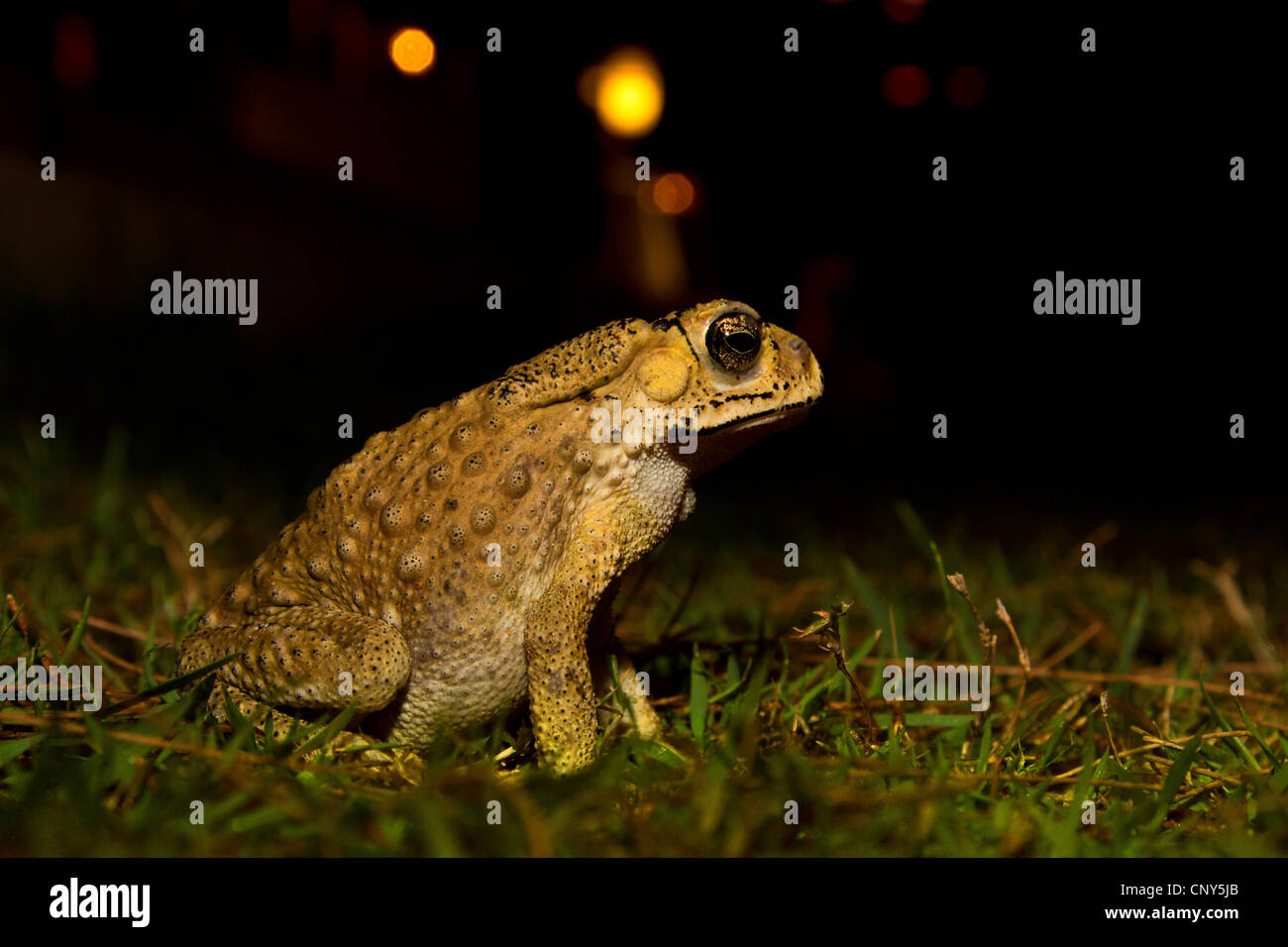 Bufo melanosticus hi-res stock photography and images - Alamy
