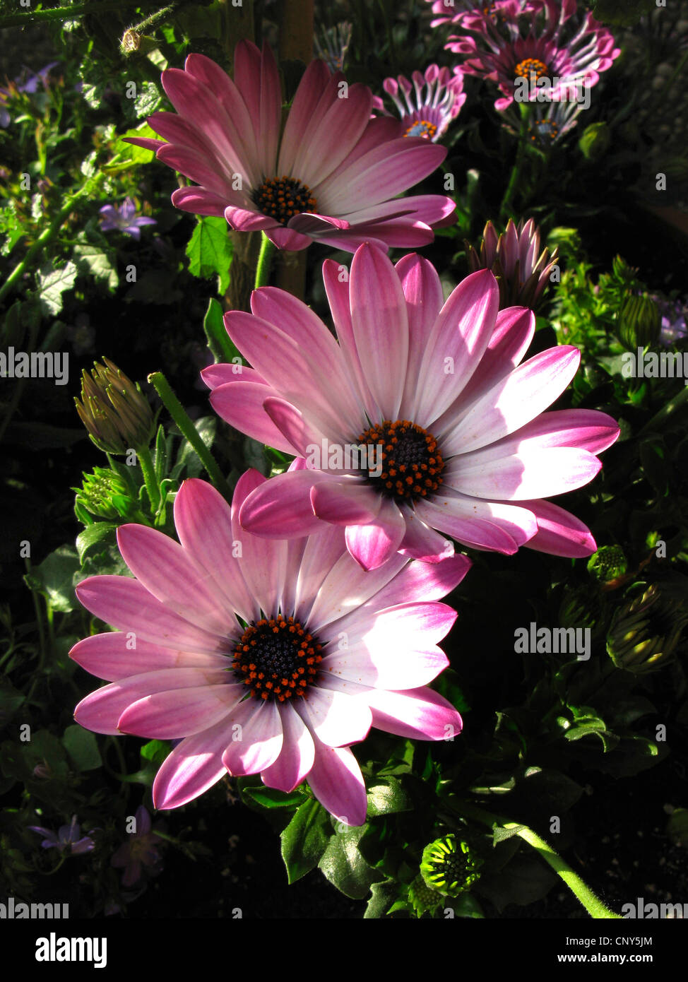 African daisy hi-res stock photography and images - Alamy