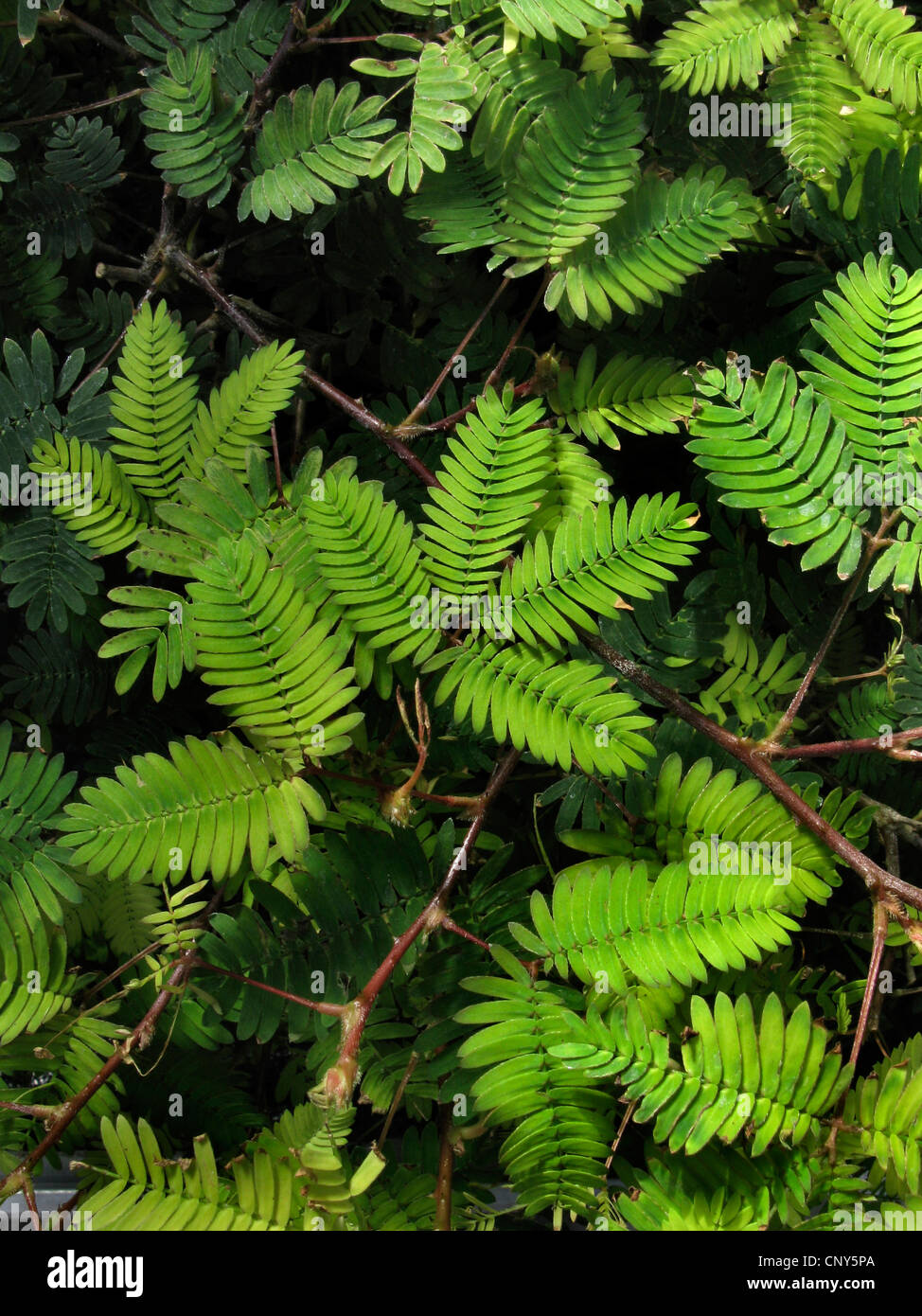 sensitive plant, Touch-me-not (Mimosa pudica), leaves Stock Photo - Alamy