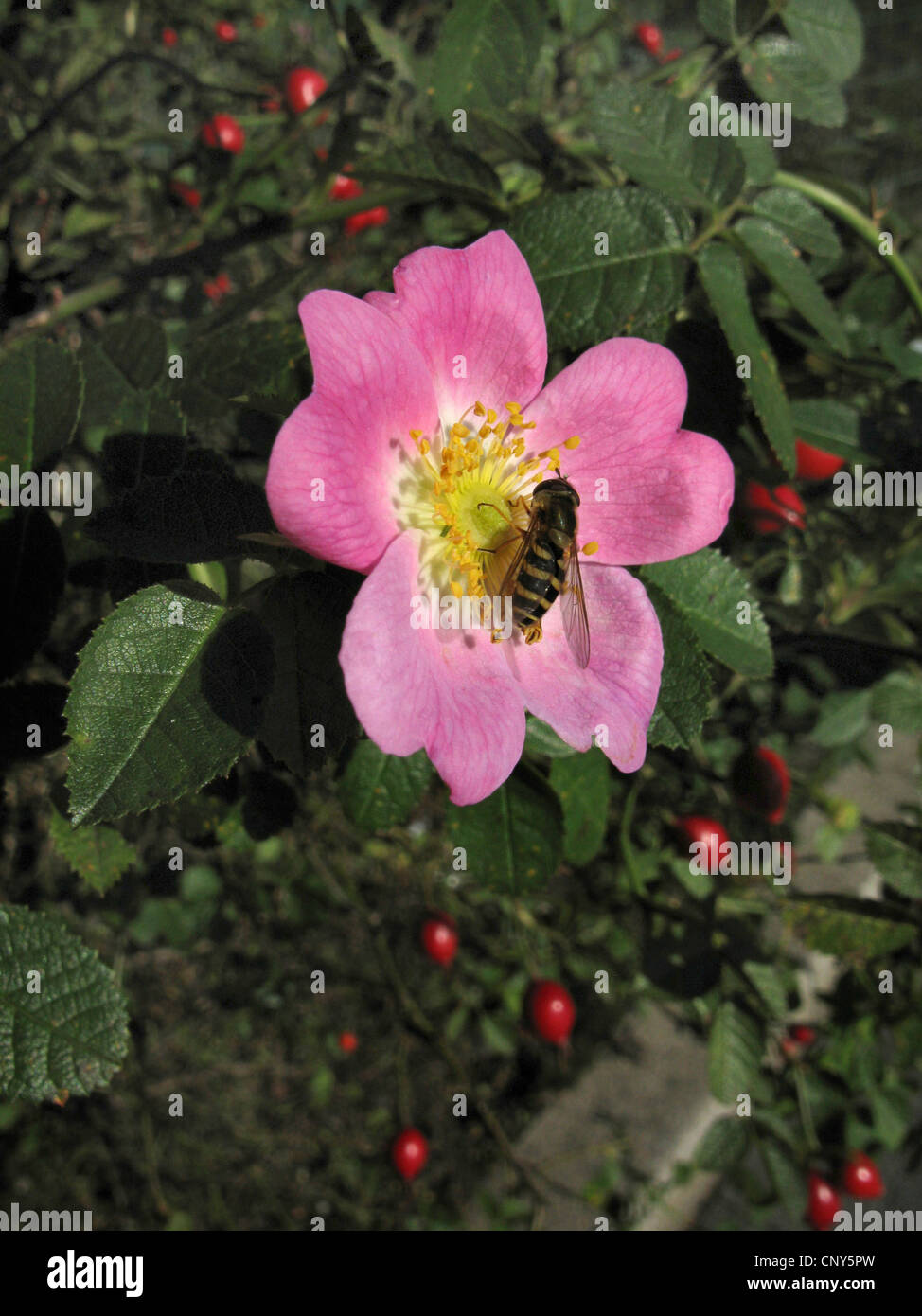 Rose rosa rubiginosa hi-res stock photography and images - Alamy