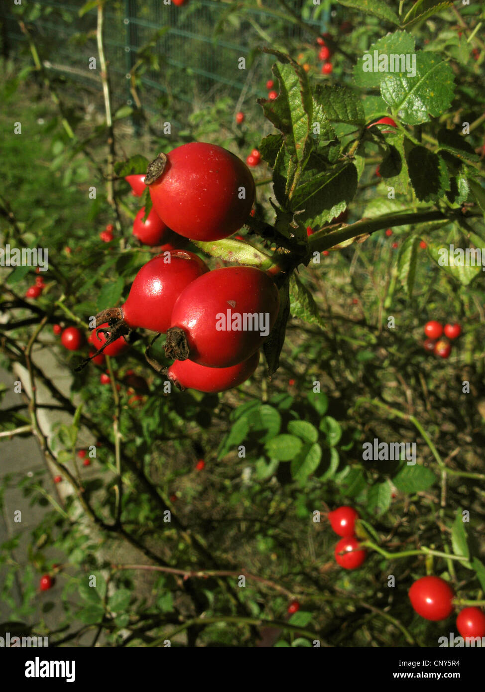 sweet briar rose (Rosa rubiginosa), fruits, Germany Stock Photo - Alamy