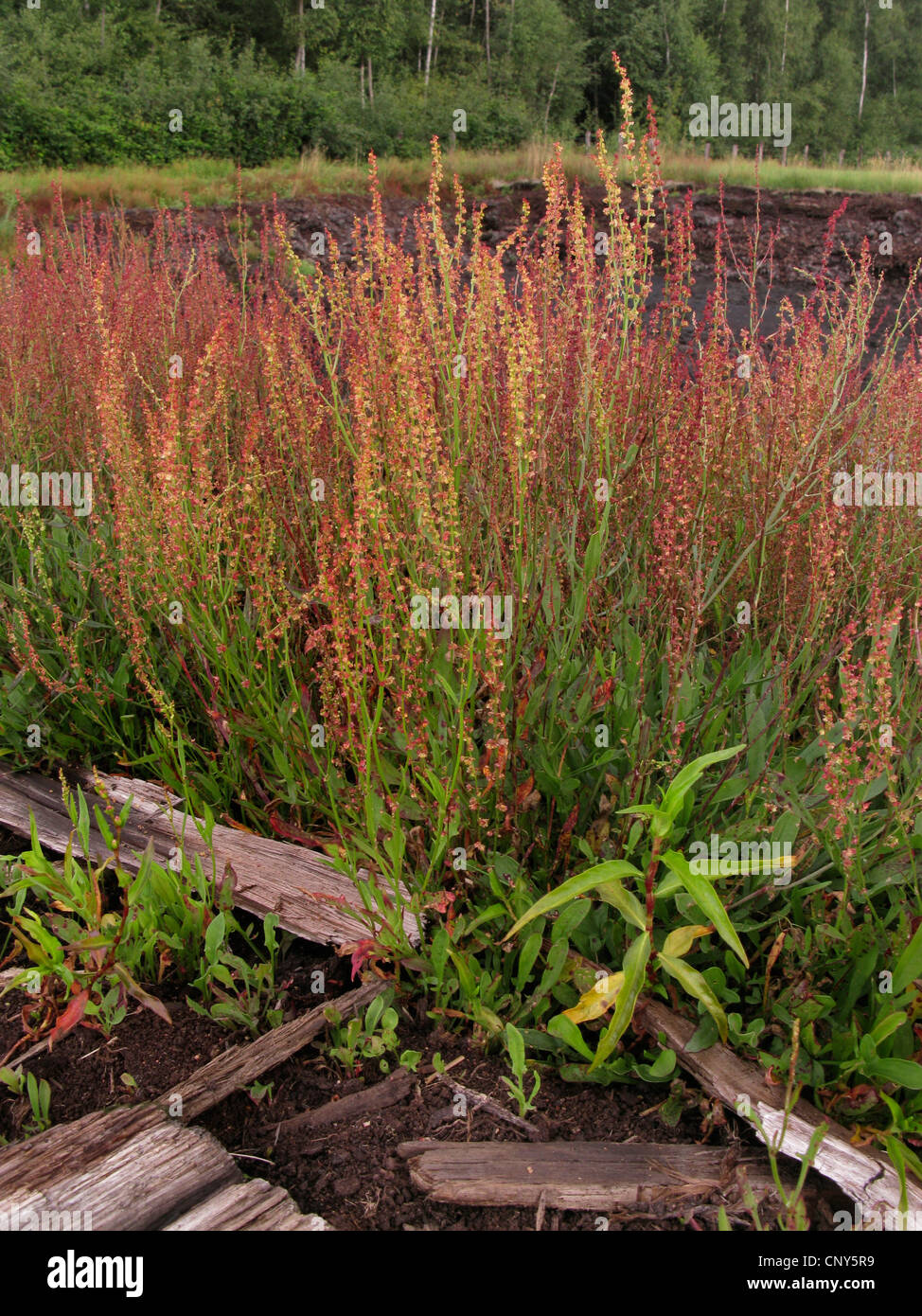 sheep's sorrel (Rumex acetosella), blooming, Germany, Lower Saxony ...