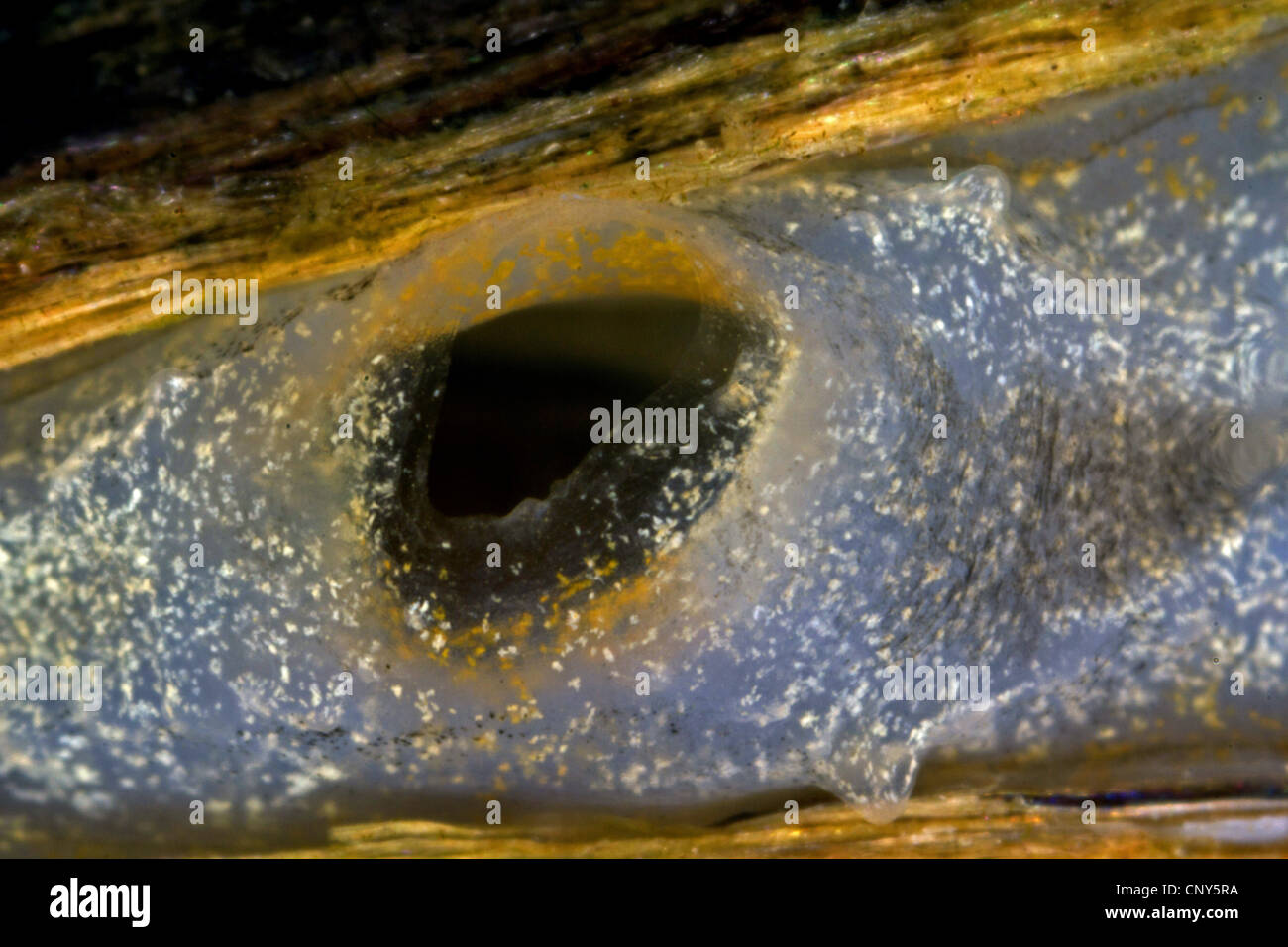 zebra mussel, many-shaped dreissena (Dreissena polymorpha), macro shot ...