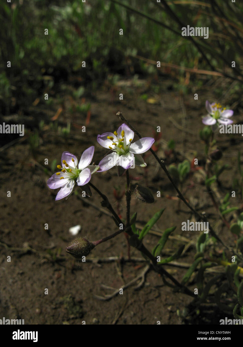 sea-spurry (Spergularia salina, Spergularia marina), blooming, Germany ...
