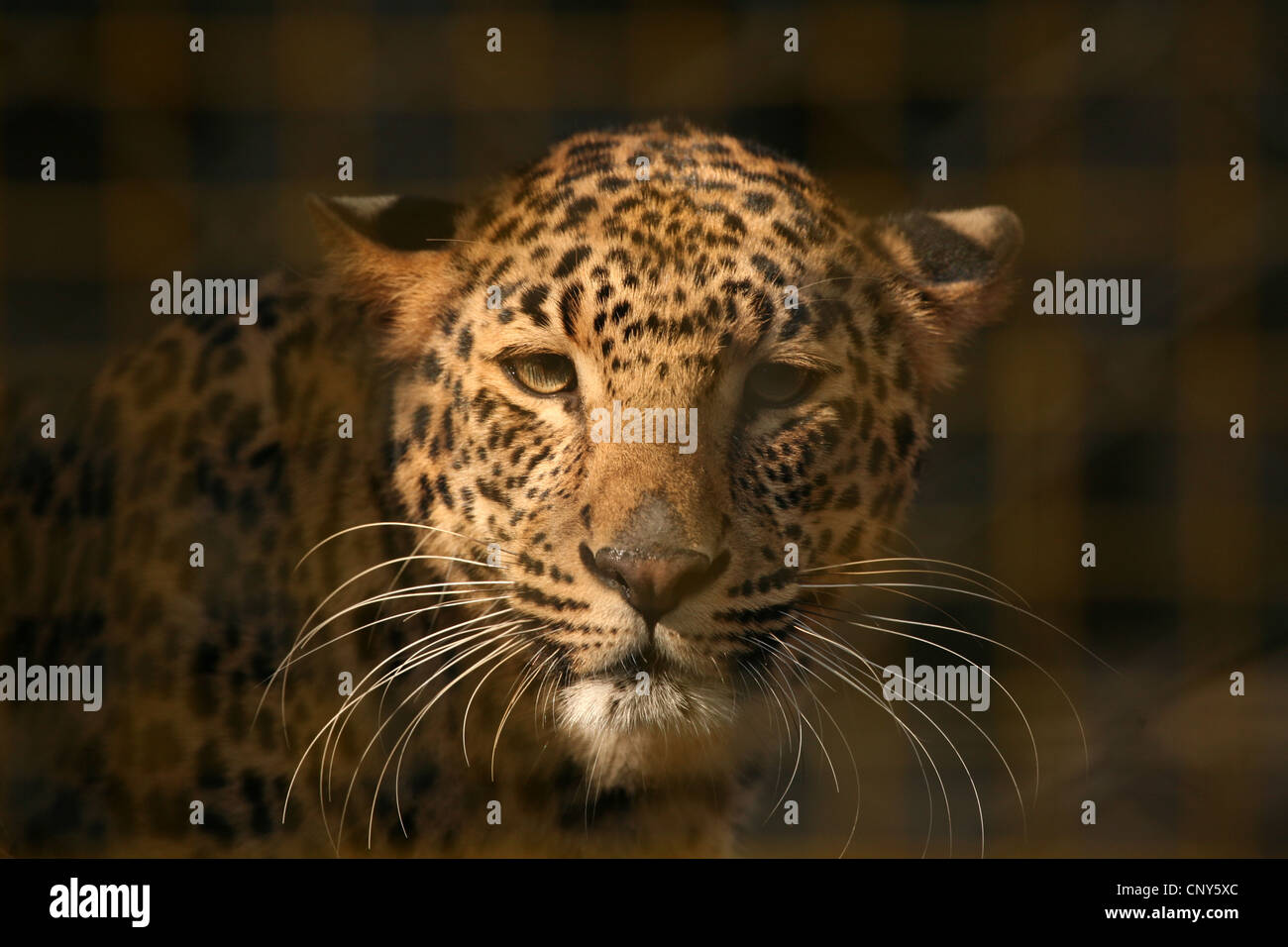Leopard (Panthera pardus) in the Central Zoo in Kathmandu, Nepal Stock ...