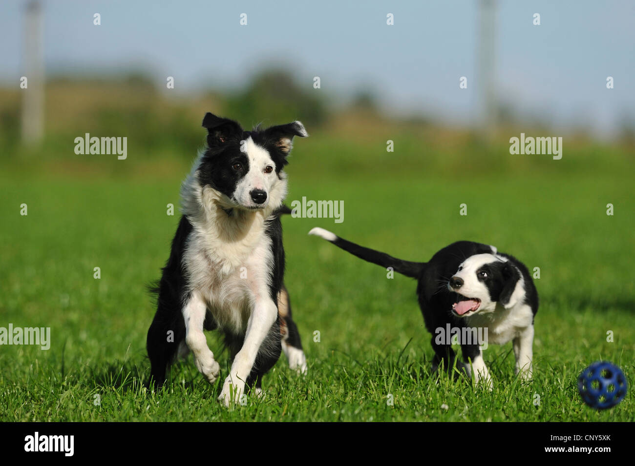 Adult Border Collie Stock Photos & Adult Border Collie Stock Images - Alamy