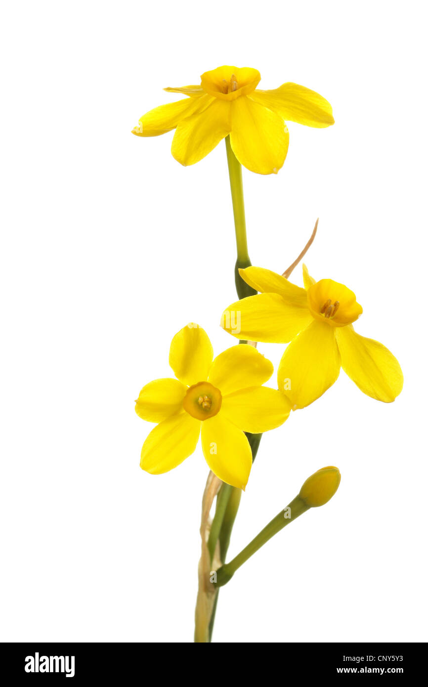 Single stem with three yellow flowers and one bud of jonquil cultivar ...
