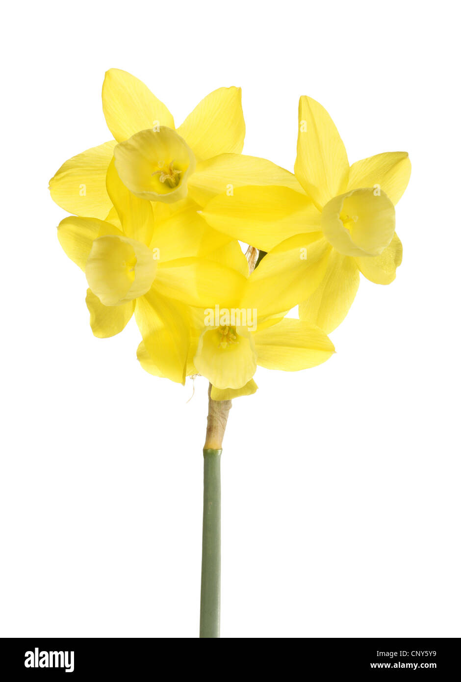 Single stem with four yellow jonquil flowers isolated against a white ...