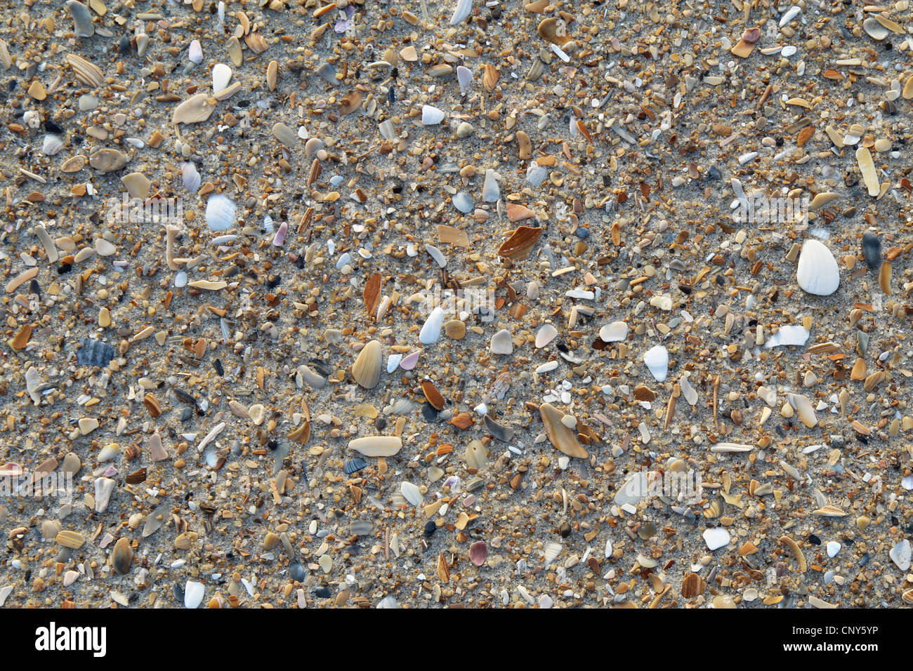 Small bits of shell and rocks on beach hi-res stock photography and ...