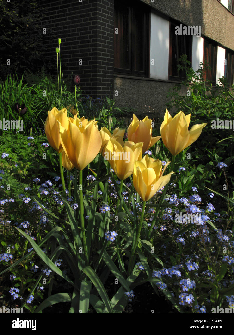 Garden tulip (Tulipa batalinii 'Bright Gem', Tulipa batalinii Bright ...