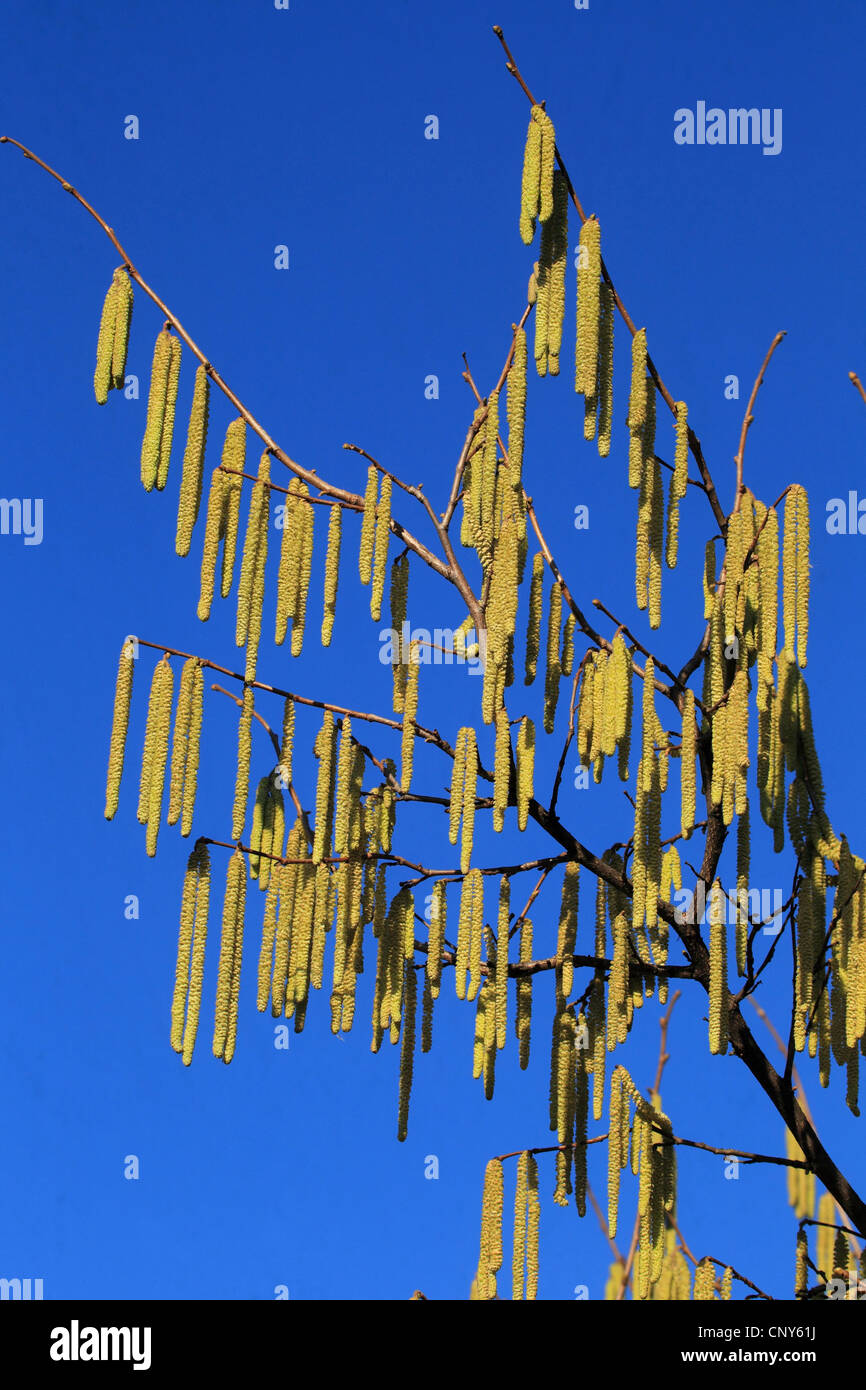 Common hazel (Corylus avellana), blooming hazel, Germany Stock Photo ...