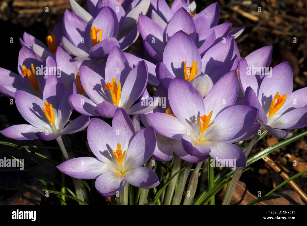Crocus crocus tommasinianus hi-res stock photography and images - Alamy