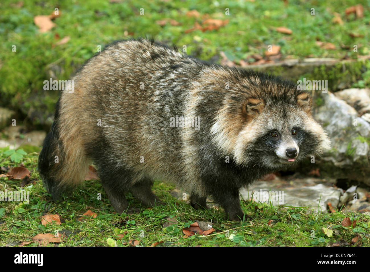 Raccoon dog nyctereutes procyonoides standing hi-res stock photography ...