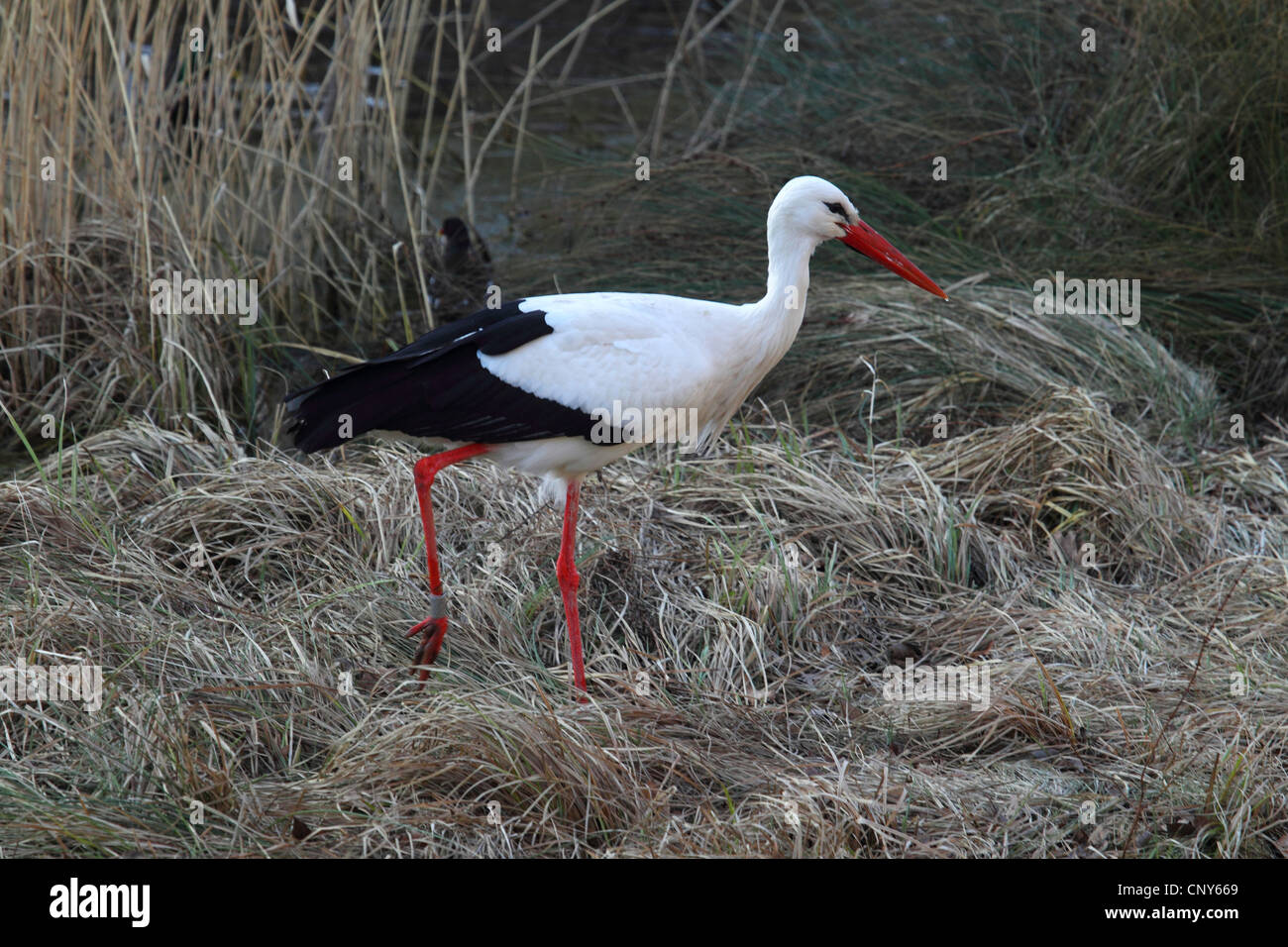 white stork (Ciconia ciconia), walking on grass at the edge of a ...
