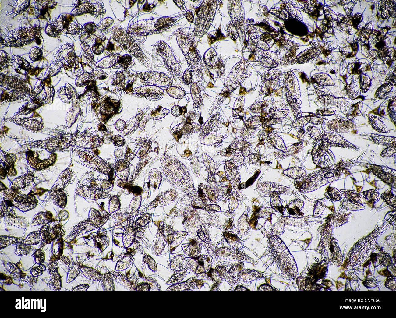 Plankton plancton marine High Resolution Stock Photography and Images ...